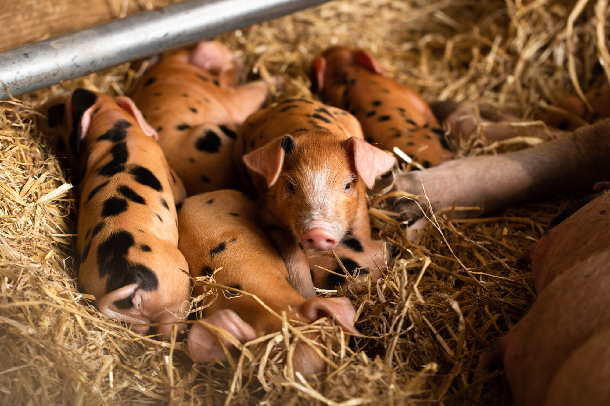 Welcome to Bailey's Country Store Penryn - Bailey's Country Store